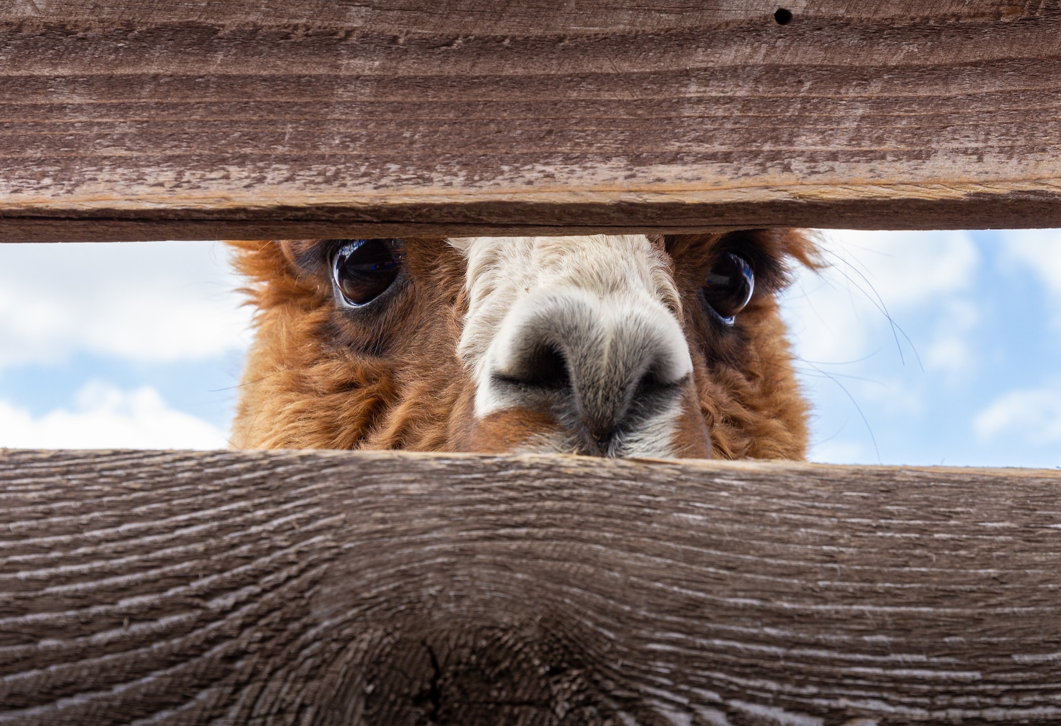 Meta Launches Llama 2 Open-source LLM | AI, AGI, ANI, ASI, ML, News Meta Launches Llama 2 Open-source LLM | AI, AGI, ANI, ASI, ML, News